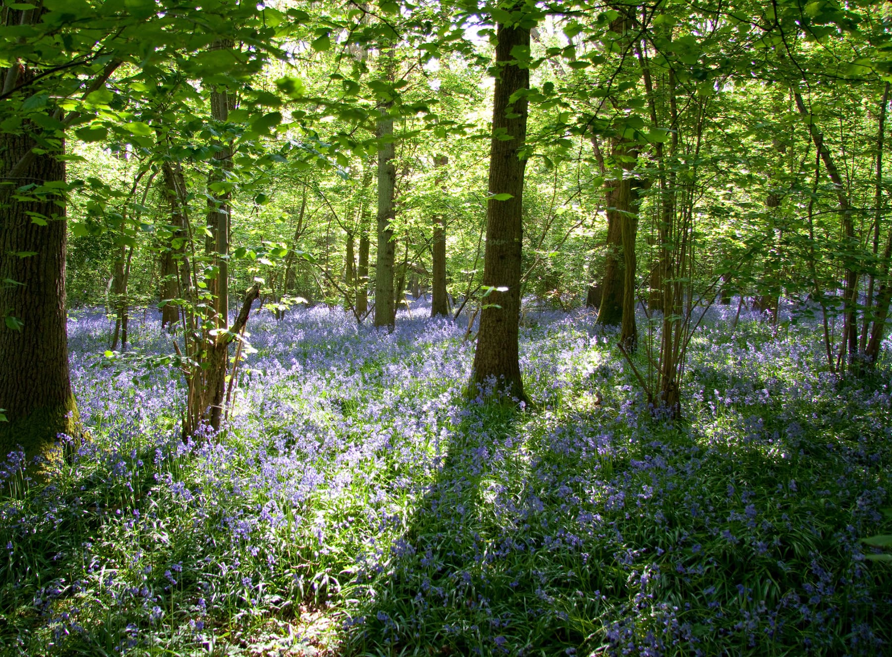 Orlestone Forest - The Family Parks Group