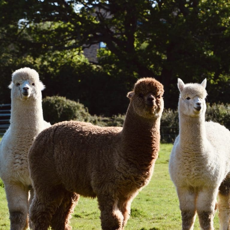 Sharnfold Farm | Near Eastbourne | Pick Your Own in Sussex