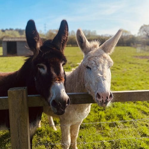 Sharnfold Farm | Near Eastbourne | Pick Your Own in Sussex