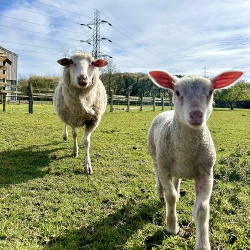 Sharnfold Farm | Near Eastbourne | Pick Your Own in Sussex
