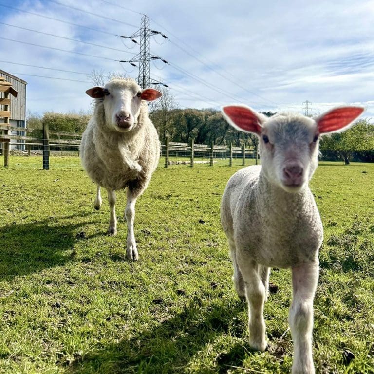 Sharnfold Farm | Near Eastbourne | Pick Your Own in Sussex
