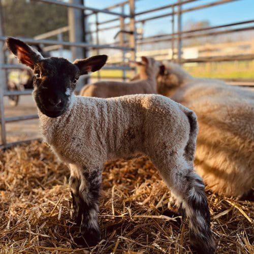 Sharnfold Farm | Near Eastbourne | Pick Your Own in Sussex