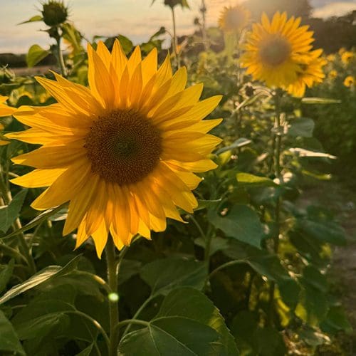 Sharnfold Farm | Near Eastbourne | Pick Your Own in Sussex