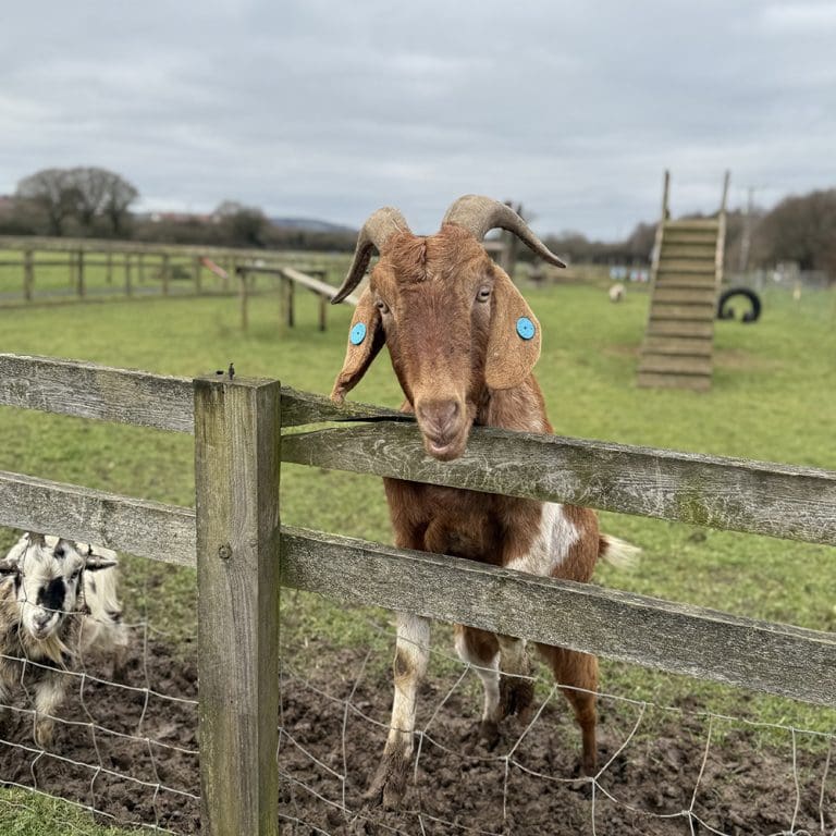 Sharnfold Farm | Near Eastbourne | Pick Your Own in Sussex